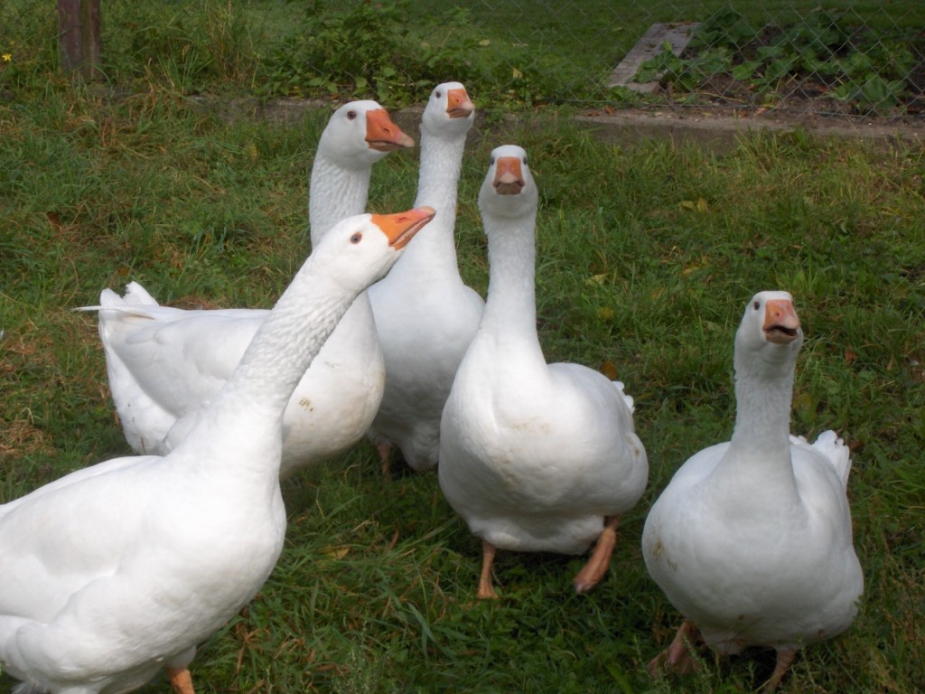 Alte Haustierrassen Teil 2 | Garten WEden Blog